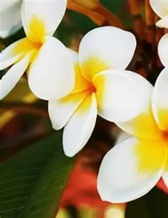 Sheila Latrice Nix Obituary (2025) - Tampa, FL - Scrivens Johnson ...