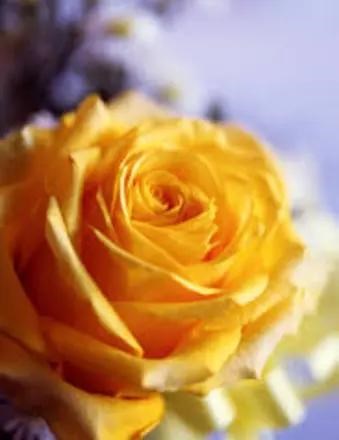 Kayla Atwood Obituary (2024) - Pensacola, FL - Joe Morris & Son Funeral ...
