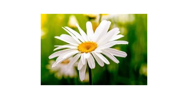 Rebecca Suzanne "Becky" Vaughn Obituary (2024) - Elkton, VA - Kyger ...