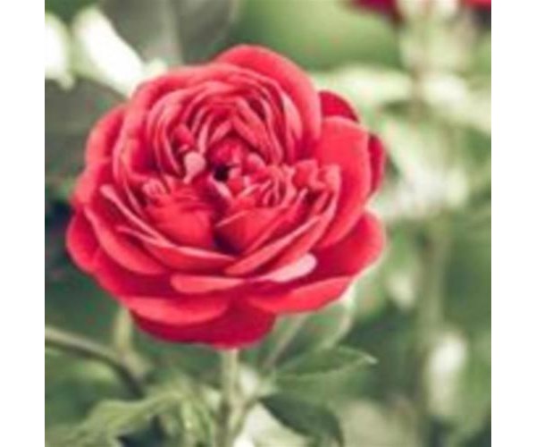 Patricia "Lebanon" Knott Obituary (2025) - Lebanon, MO - Holman-Howe ...