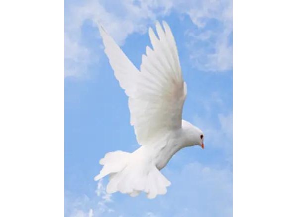 Amber Nicole Moody Obituary (2024) - El Paso, TX - Perches Funeral Home ...