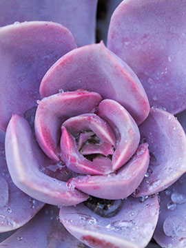 Doretha Ann Dowdle Obituary (2026) - Oroville, CA - Ramsey Funeral Home ...