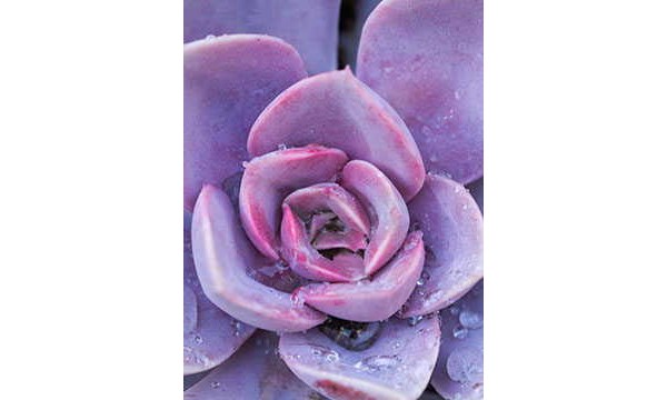 Doretha Ann Dowdle Obituary (2026) - Oroville, CA - Ramsey Funeral Home ...