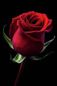 Ruth Marie Lovejoy Obituary (2025) - Rochester, MN - Macken Funeral ...