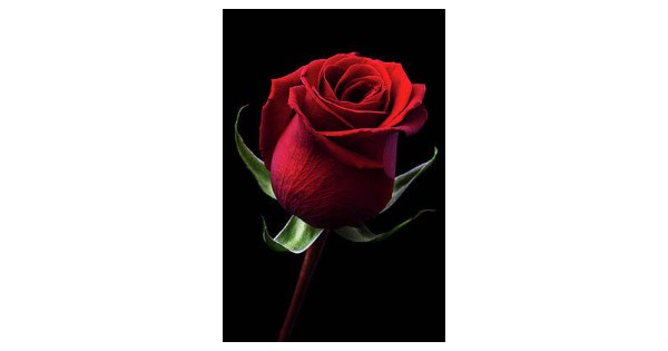 Ruth Marie Lovejoy Obituary (2025) - Rochester, MN - Macken Funeral ...