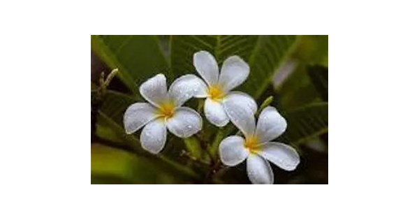 Susan Jane Watts Obituary (2025) - Virginia Beach, VA - Altmeyer ...