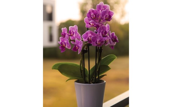 Nicole Sheldon Obituary and Online Memorial (2026)