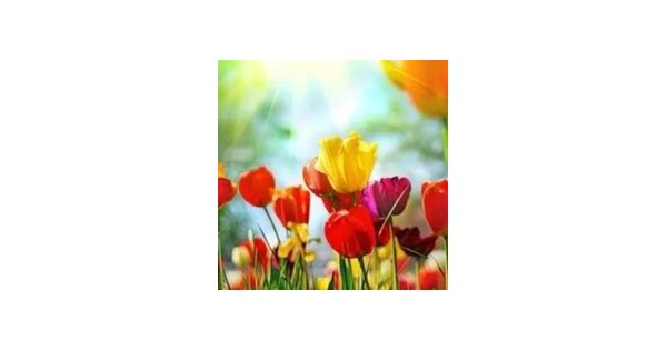 Mrs. Faye Rhodes Obituary (2026) - Myrtle Beach, SC - Goldfinch Funeral ...