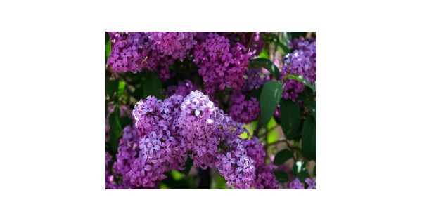 Anne Hersch Obituary (2026) - West Fargo, ND - West Funeral Home & Life ...