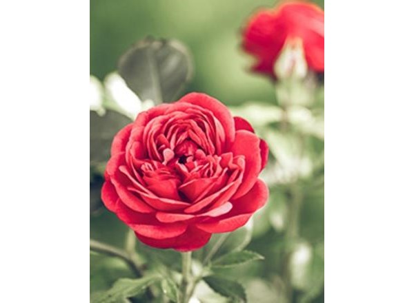 Sister Mary Jerome Leavy Obituary (2025) - Dade City, FL - Hodges ...