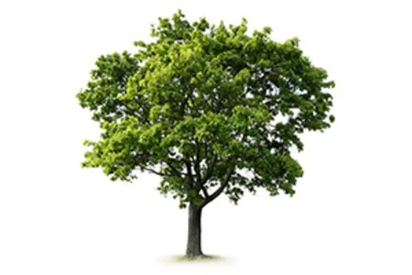 Antelope Valley Cremation Service