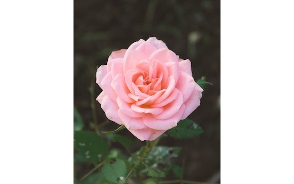 Sherece L Mays Obituary (2026) - Maple Heights, OH - Gaines Funeral ...