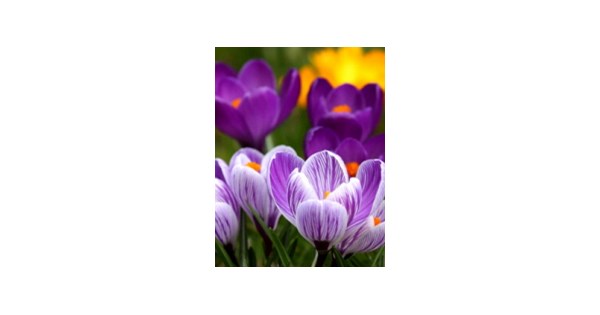 Mary Evelyn Gehman Obituary (2022) - Santa Rosa, CA - Daniels Chapel of ...
