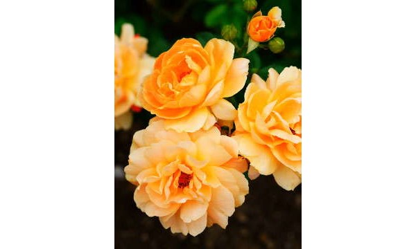 Anne McCormick Obituary (2024) - Pensacola, FL