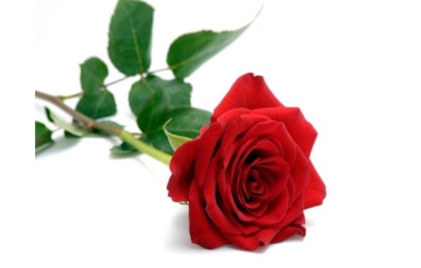 Teryl Latrese Hayes Obituary (2025) - Jacksonville, FL - Sarah L ...