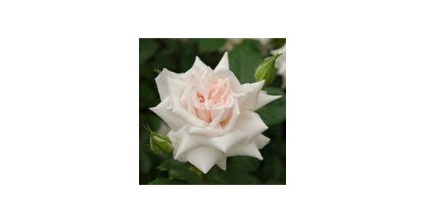 Ms. Tamera J. Gallegos Obituary (2025) - Aurora, CO - Harris Funeral ...