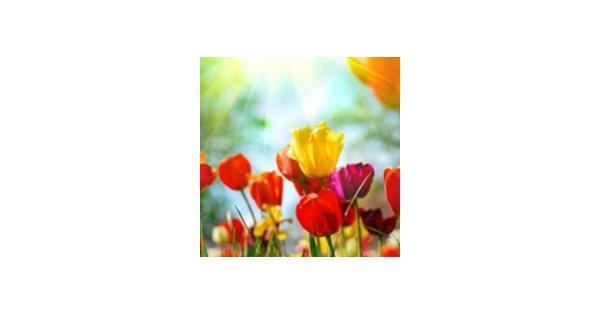 Carol Denise Giles Obituary (2025) - Lakeland, FL - Lakeland Funeral ...