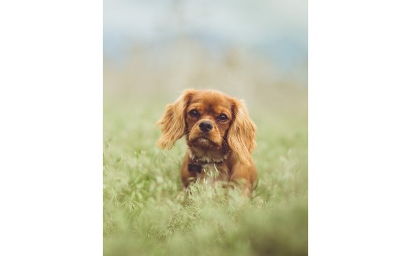 Angela Sue Borgeson Obituary (2025) - Troy, PA - Gerald W. Vickery Jr ...