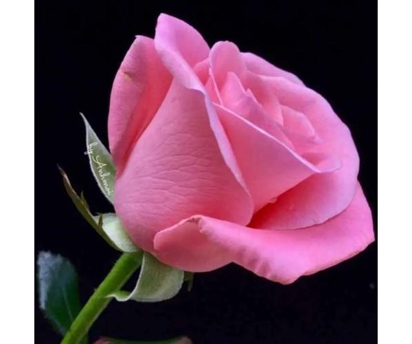 Patricia Ann Decota Obituary (2023) - Sun City, AZ - Menke Funeral ...