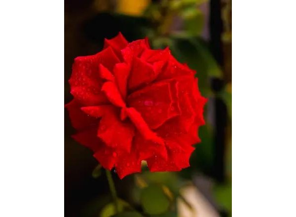 Jessica Buford Obituary (2024) - Cincinnati, OH - Kinley Funeral Home ...