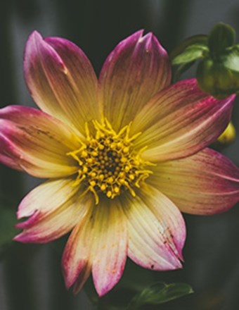 Sarah Thrasher Obituary and Online Memorial (2026)