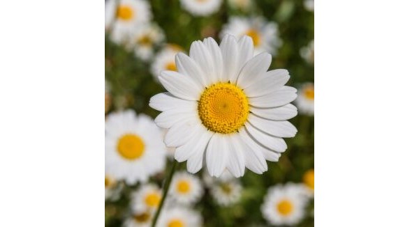 Judith Schweiger Obituary (1947 - 2026) - Summerville, SC - Charleston ...