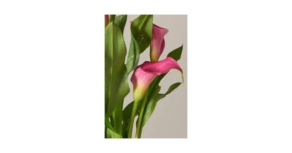 Barbara Mae Holliday Obituary (2026) - Anderson, CA - Allen & Dahl ...