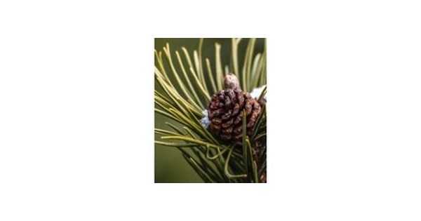 Richard A. Southard Obituary (2025) - Vancouver, WA - Evergreen ...