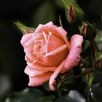 Eleanor Jean Zook Obituary (2026) - Indianapolis, IN - Cremation ...