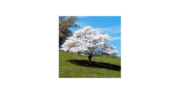 Mr. Harlan Coker Allen Obituary (2025) - Alexander City, AL - Radney ...