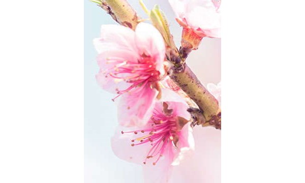Phyllis Ann Goldberg Obituary (2026) - Denver, CO - Feldman Mortuary ...