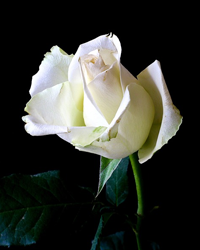 Barbara Morrison Obituary (2026) - Decatur, GA - Rucker Funeral Home ...