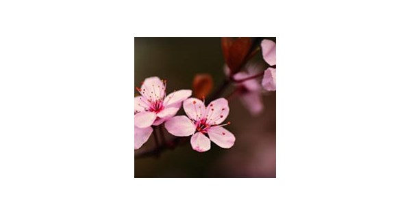 Joanne Z McCartney Obituary (2023) - Naples, FL - Beachwood Society ...