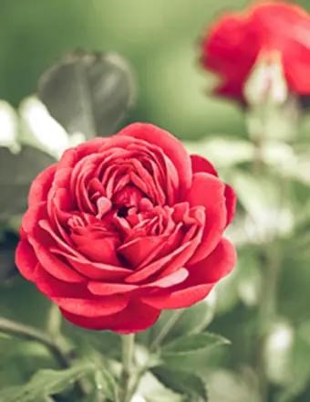 Eleanor Barber Obituary (2025) - Laurens, SC - Beasley Funeral Home ...