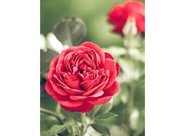 Eleanor Barber Obituary (2025) - Laurens, SC - Beasley Funeral Home ...