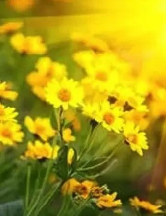 Doris Regina Stokes Kirby Obituary (2025) - Memphis, TN - Canale ...