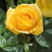 Geraldine A. Worobey Obituary (2026) - Summit, IL - Foran Funeral Home ...