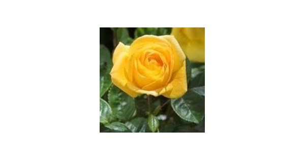 Geraldine A. Worobey Obituary (2026) - Summit, IL - Foran Funeral Home ...