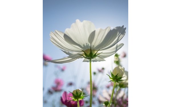 Julia Stevenson Obituary and Online Memorial (2026)
