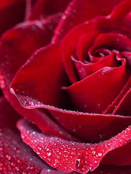 Catherine Mooney Obituary and Online Memorial (2026)