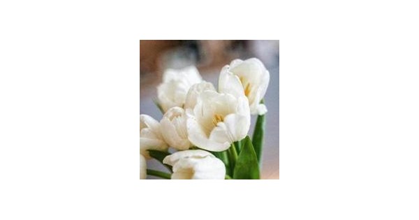 Richard Paul Brandt Obituary (2024) - North Palm Beach, FL - Avatar ...