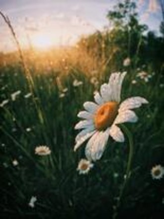 Wendy Lynn Dibiase Obituary (2026) - Newland, NC - Reins-Sturdivant ...
