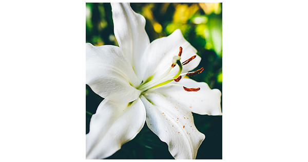 Kimberly Ann Lister Obituary (2024) - Cedar City, UT - HeartLight ...