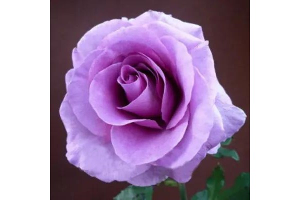 Vivian Delores Teasley Obituary (2025) - Camarillo, CA - Conejo ...