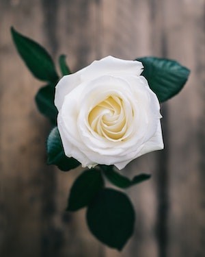 Margaret C. Dowdy Obituary (2026) - Prospect, CT - Prospect Memorial ...