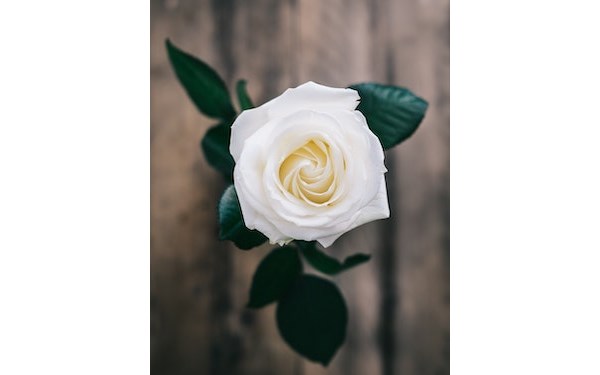 Margaret C. Dowdy Obituary (2026) - Prospect, CT - Prospect Memorial ...