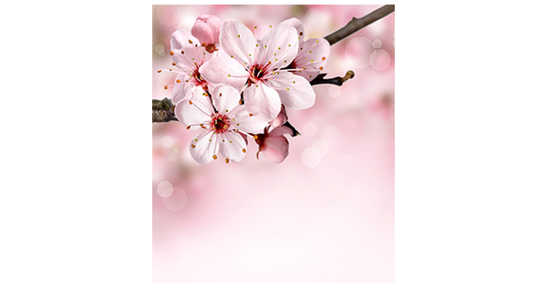 Nancy C Anderson Obituary (2025) - Georgetown, KY - Johnson's Funeral ...