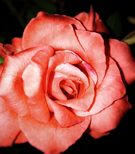 Leticia Jones Obituary (2025) - Opa Locka, FL - Valles Funeral Homes ...