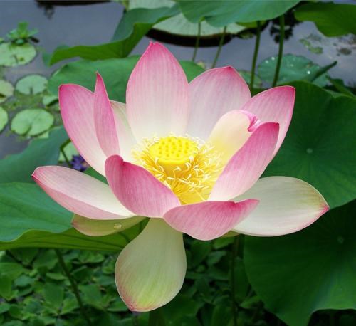 Guifang Gao Obituary (2026) - Quincy, MA - Hamel-Lydon Chapel ...