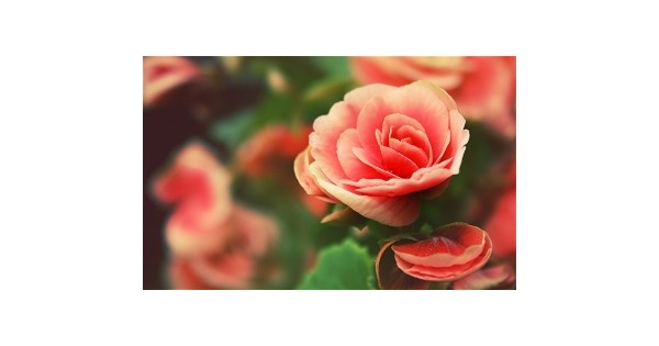 Gloria Ann Benson Obituary (2025) - Algona, IA - Lentz Funeral Home ...